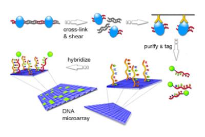 chIP Experimet to Identify Pro [IMAGE] | EurekAlert! Science News Releases