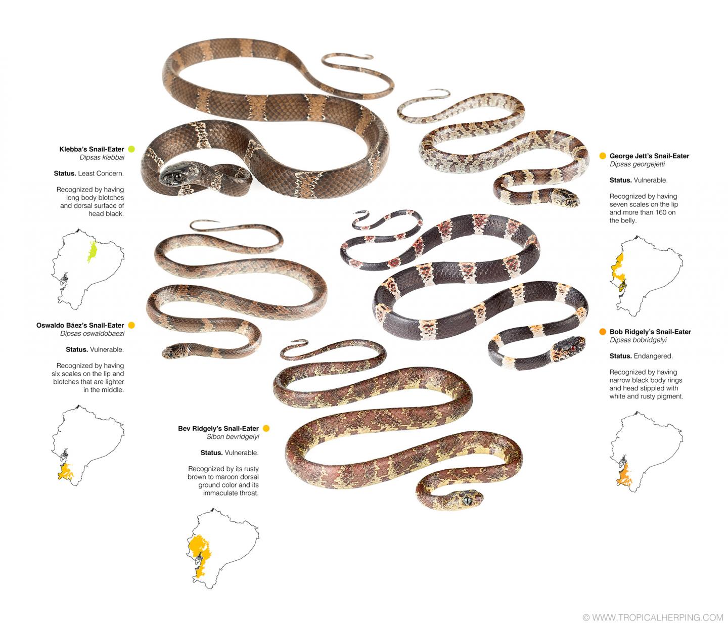 Snakes Species Collage