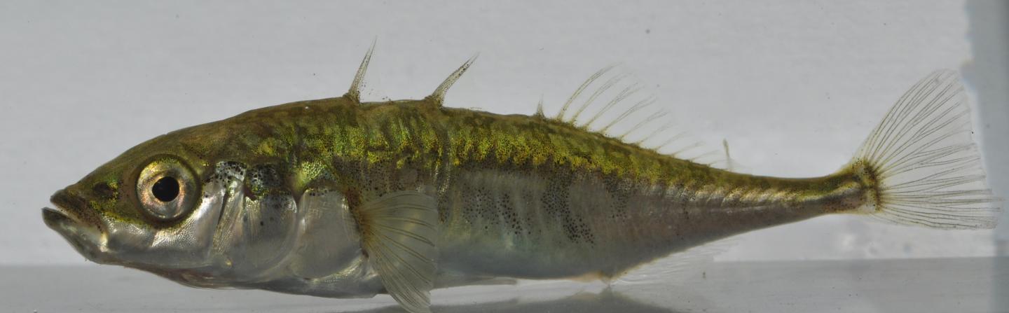 UVB radiation influences behavior of stickleb | EurekAlert!