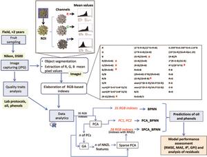 Revolutionizing olive crop quality assessment | EurekAlert!