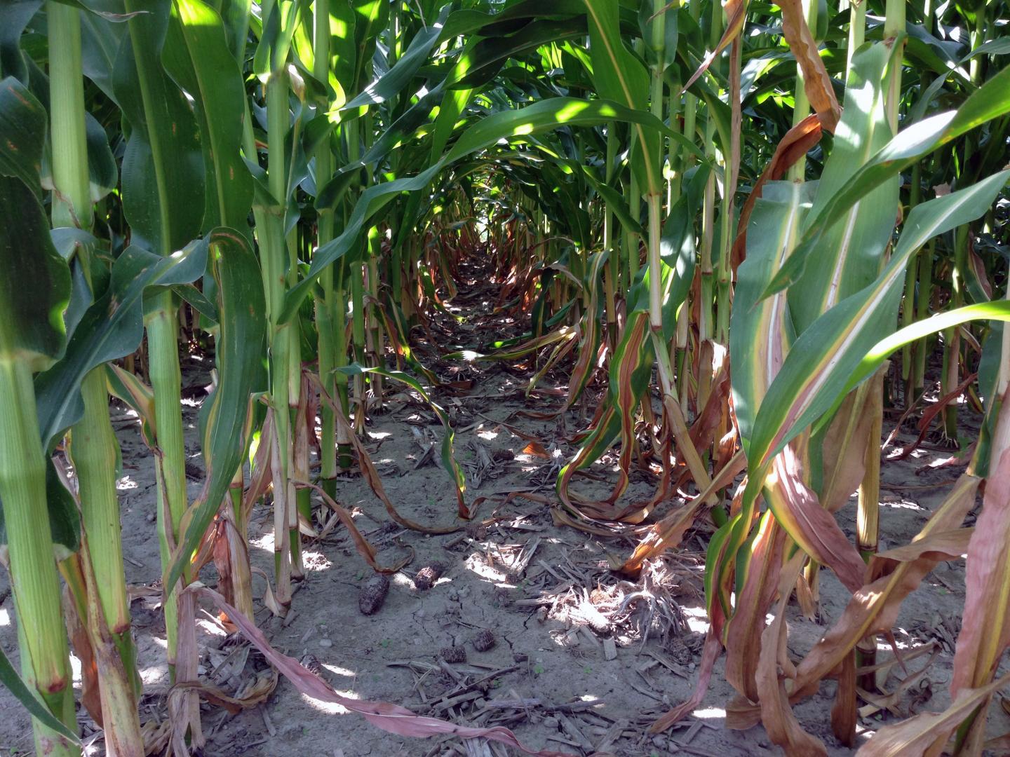 Corn Growth Comparison [IMAGE] | EurekAlert! Science News Releases