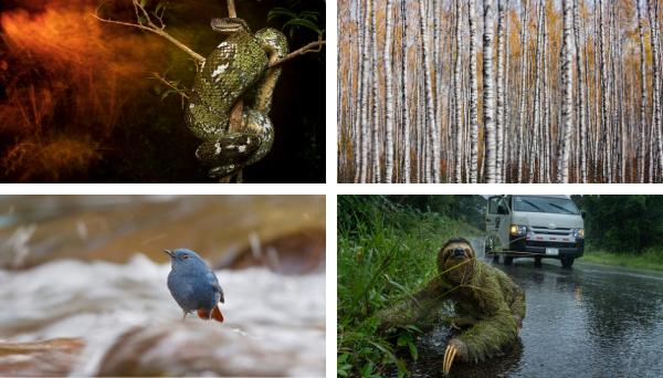 Winner Collage [IMAGE] | EurekAlert! Science News Releases