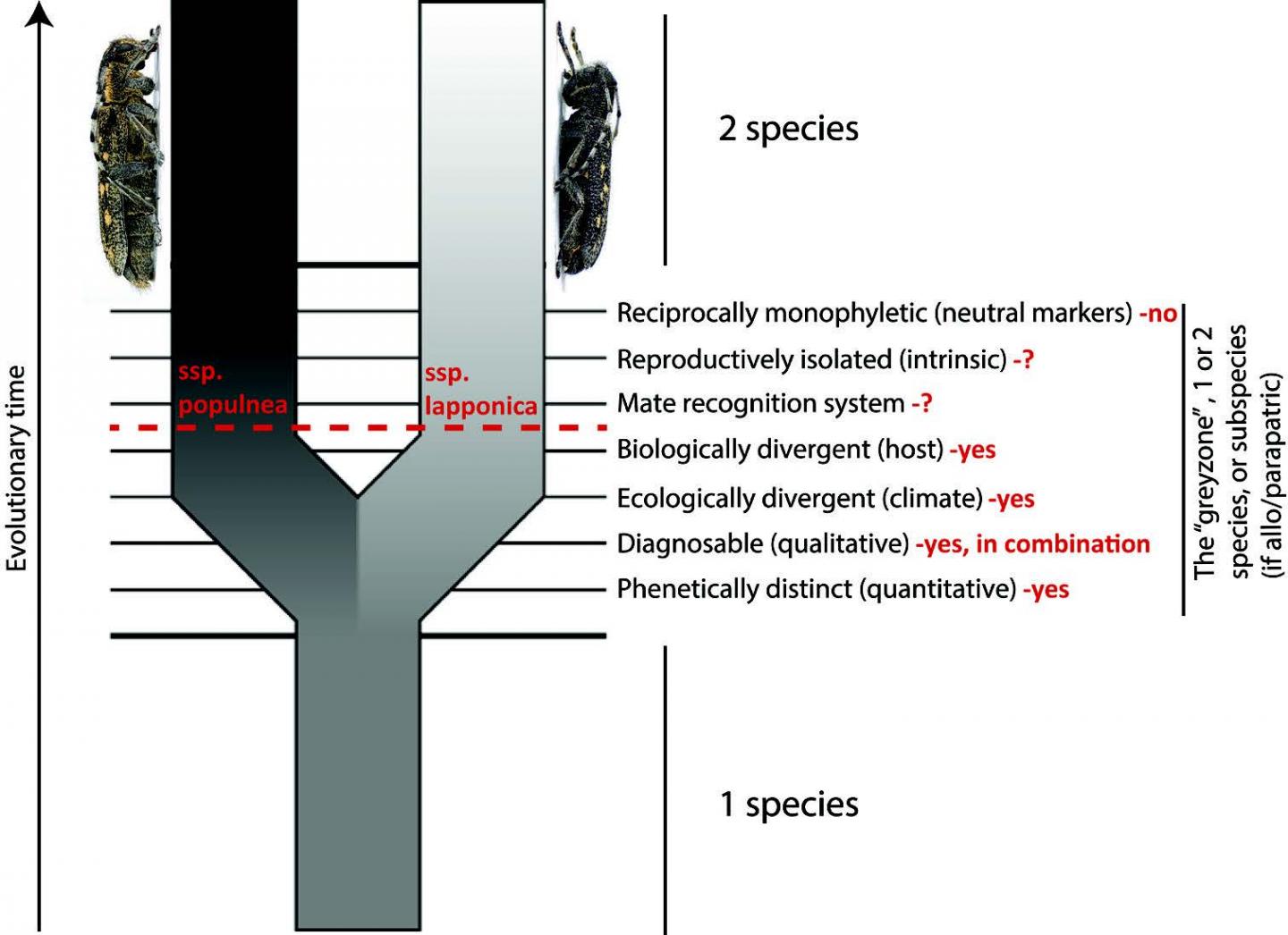 Subspecies of Saperda popul [IMAGE] | EurekAlert! Science News Releases