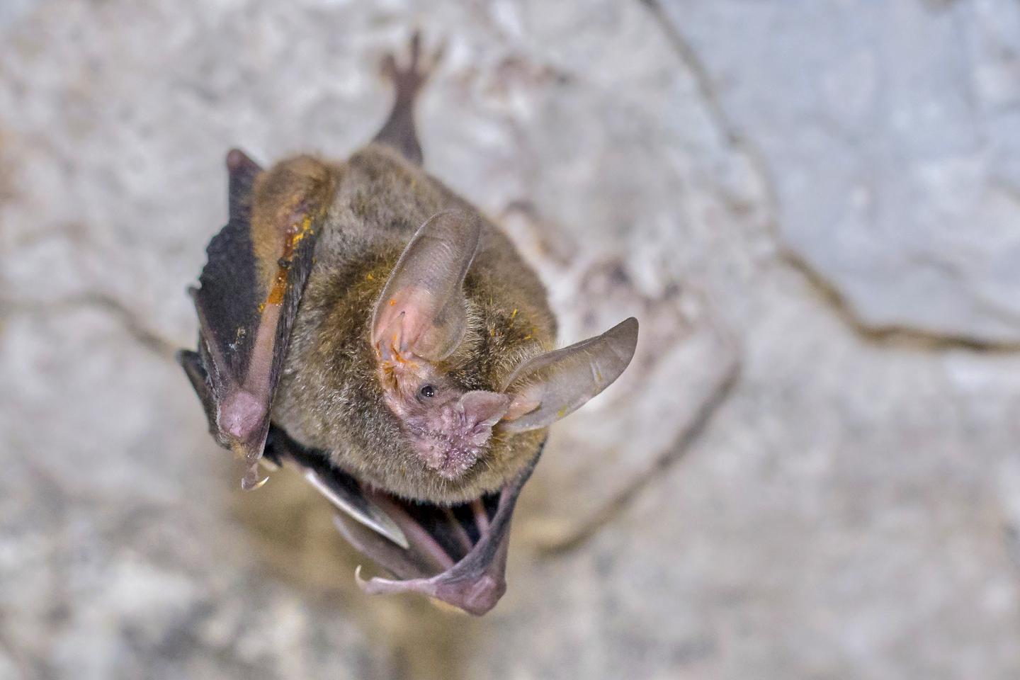 bat hormones photo 1 [IMAGE] | EurekAlert! Science News Releases
