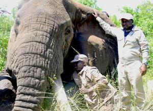 Climate change threatens older elephants most | EurekAlert!