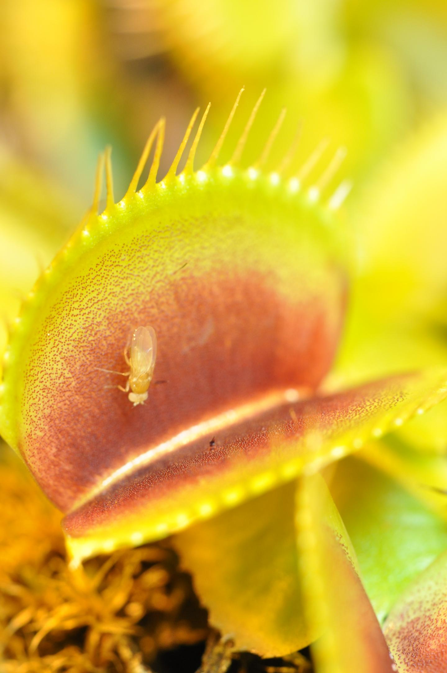 Fly on Trap [IMAGE] | EurekAlert! Science News Releases