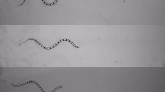 Passive dynamics in snakes' slithering motion | EurekAlert!