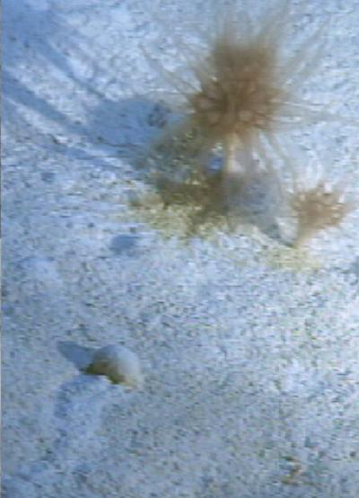 Giant Protist [IMAGE] | EurekAlert! Science News Releases