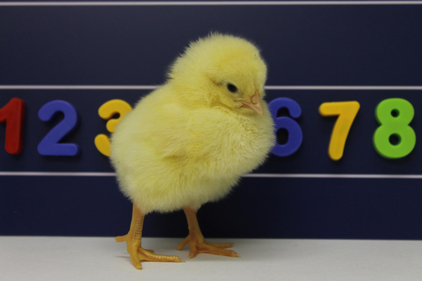 Why Do Numbers Ascend From Left To Right 1 EurekAlert 