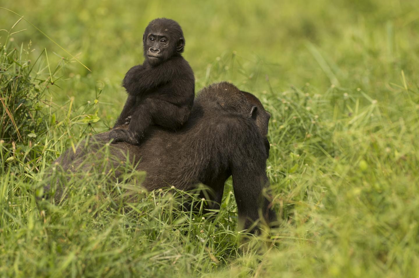 More Accurate Estimates of Great Ape Populati | EurekAlert!
