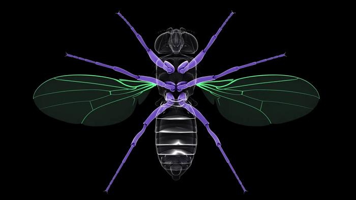 From takeoff to flight, the wiring of a fly's | EurekAlert!