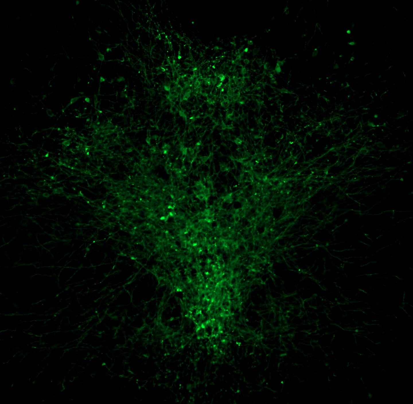 Serotonin Producing Neurons [IMAGE] | EurekAlert! Science News Releases