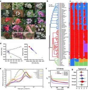 Genome assembly and resequencing analyses pro | EurekAlert!