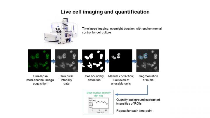 Molecular Adhesion Signaling N [IMAGE] | EurekAlert! Science News Releases