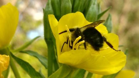 Bee on Primrose [IMAGE] | EurekAlert! Science News Releases