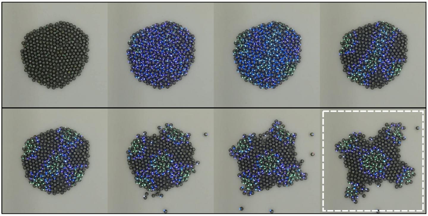 Building a Robotic Swarm That [IMAGE] | EurekAlert! Science News Releases