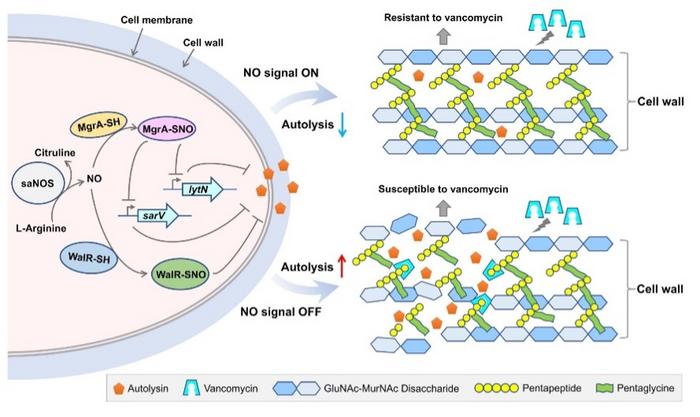 Researchers reveal drug resistance mechanism | EurekAlert!