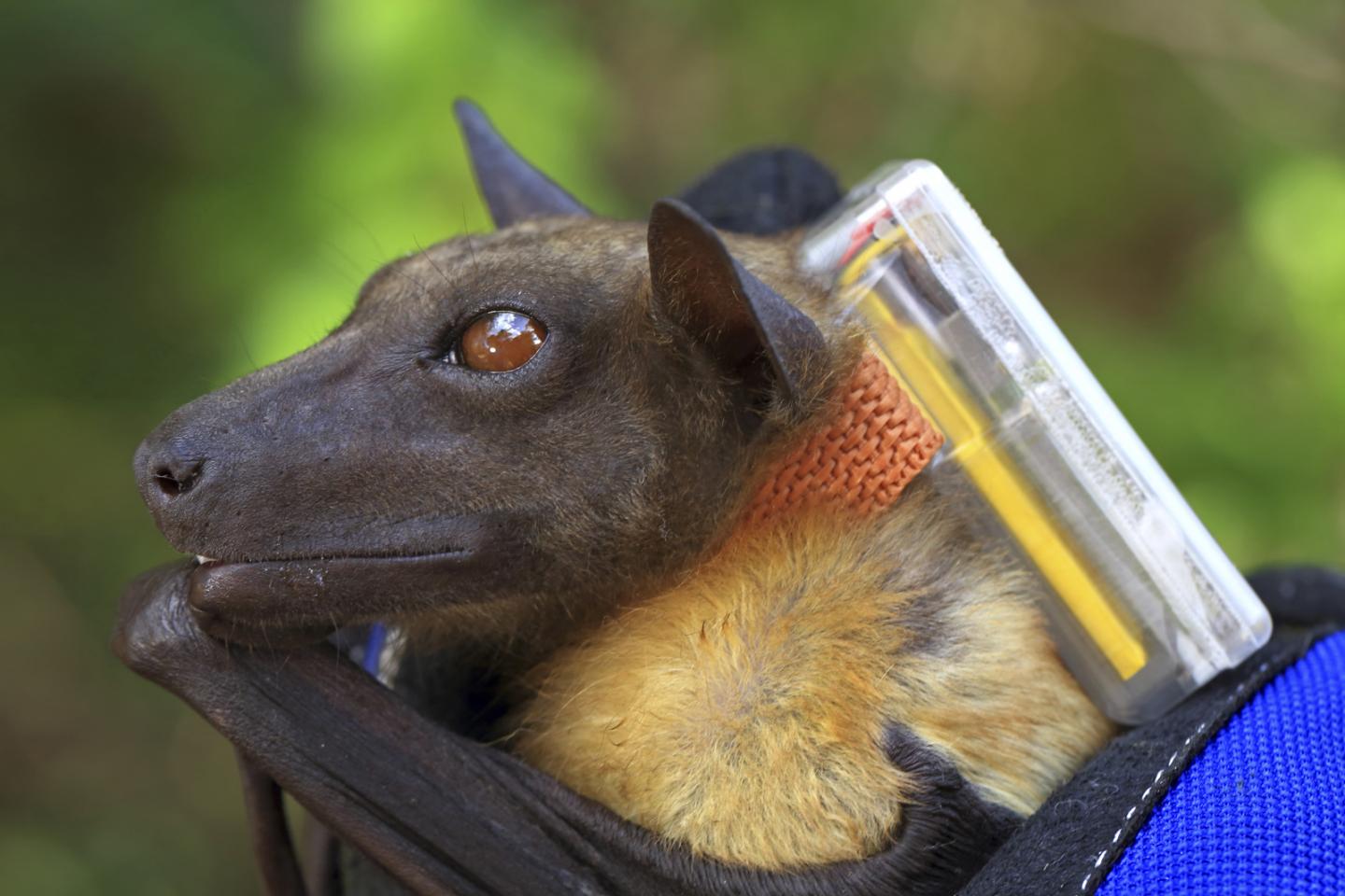 Animal Tracking Meets Big Data (5 of 6) | EurekAlert!