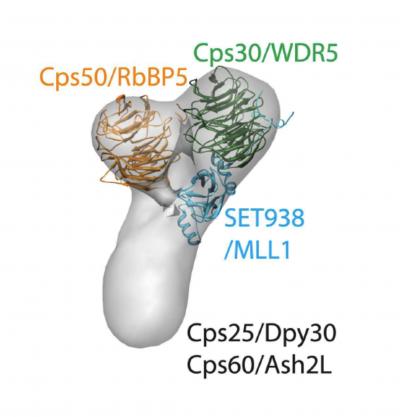 3-D Structure of the COMPASS C [IMAGE] | EurekAlert! Science News Releases