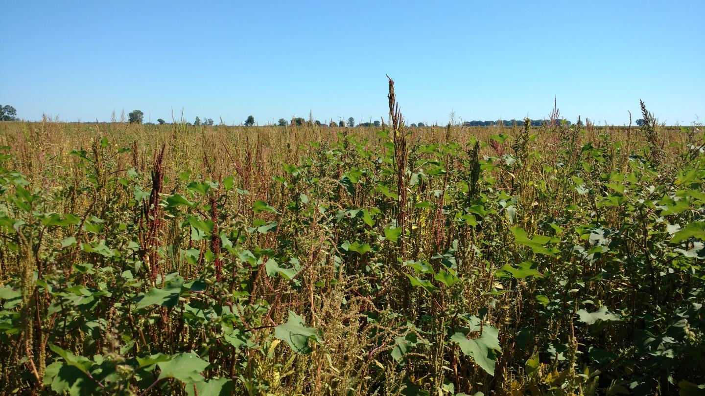 Waterhemp in Field of Soy Bean [IMAGE] | EurekAlert! Science News Releases