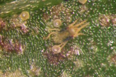 Spider Mite on Leaf with Eggs [IMAGE] | EurekAlert! Science News Releases