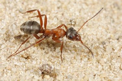 Formica rufibarbis [IMAGE] | EurekAlert! Science News Releases
