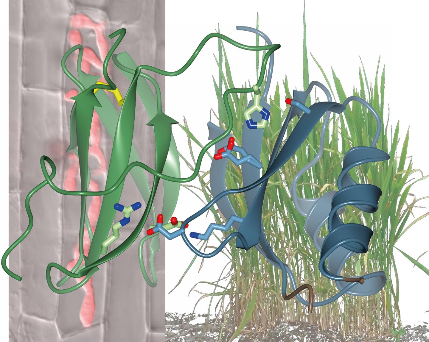 Molecular Arms Race [IMAGE] | EurekAlert! Science News Releases