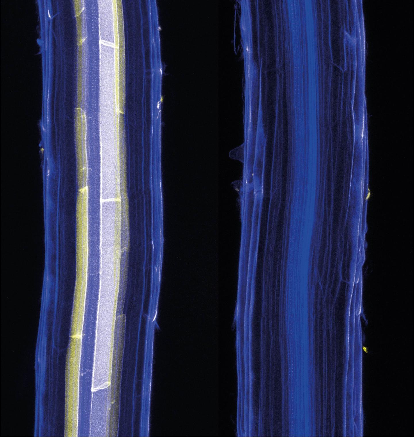 Suberin Microbiome [IMAGE] | EurekAlert! Science News Releases