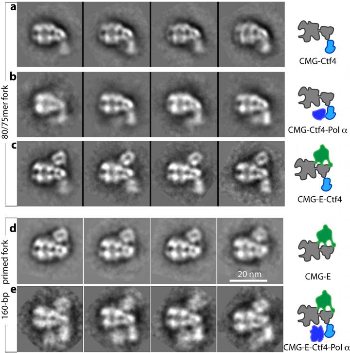 Electron Micrographs of Replis [IMAGE] | EurekAlert! Science News Releases