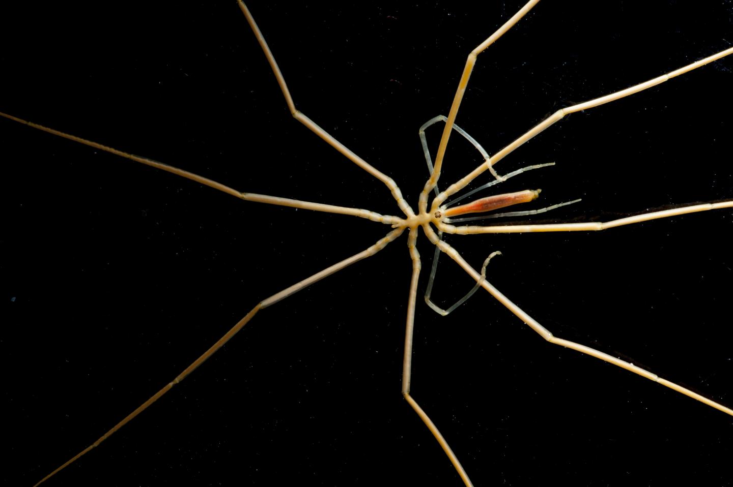 More 'losers' than 'winners' predicted for So | EurekAlert!