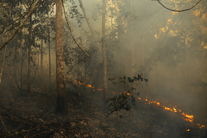 Adam_Ronan_burning_Amazon_fore [IMAGE] | EurekAlert! Science News Releases