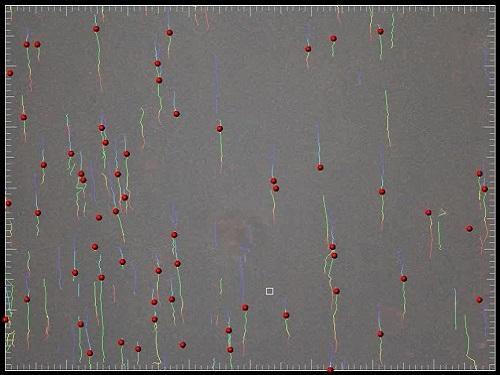 Single Cell [IMAGE] | EurekAlert! Science News Releases