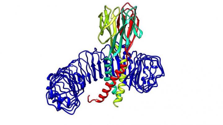 Resistin and TLR4 [IMAGE] | EurekAlert! Science News Releases