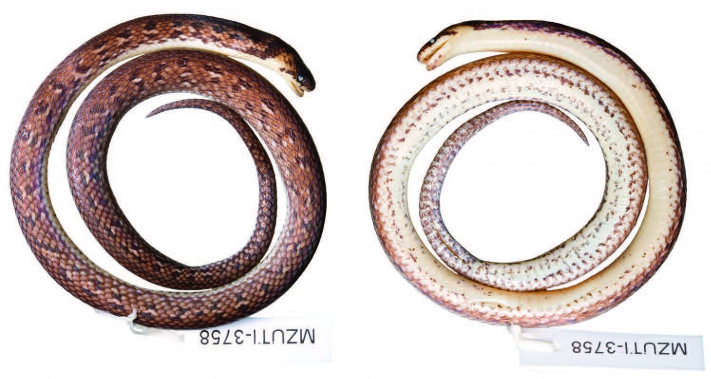 Indistinct Groundsnake [IMAGE] | EurekAlert! Science News Releases