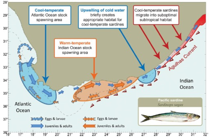 Genomic evidence shows that th [IMAGE] | EurekAlert! Science News Releases
