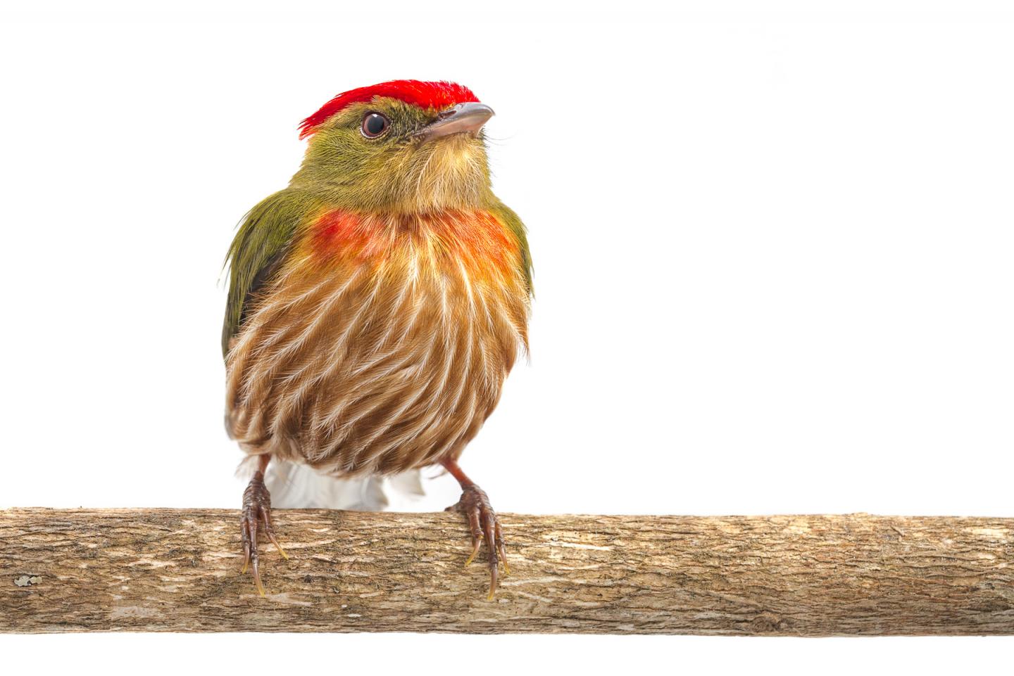 Striped Manakin, Machaeropt [IMAGE] | EurekAlert! Science News Releases