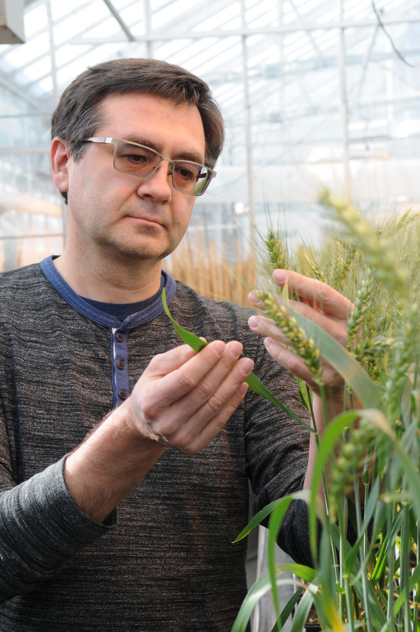 Towards Better Fates for Wheat Crops: Gene-Le | EurekAlert!