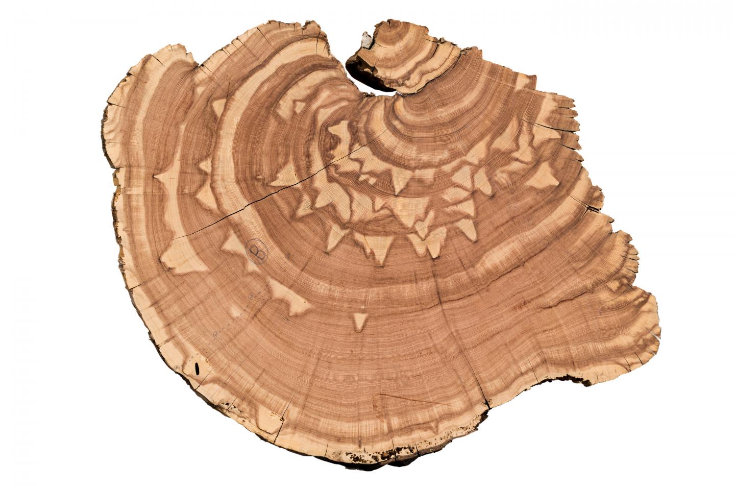 Tree Ring [IMAGE] | EurekAlert! Science News Releases