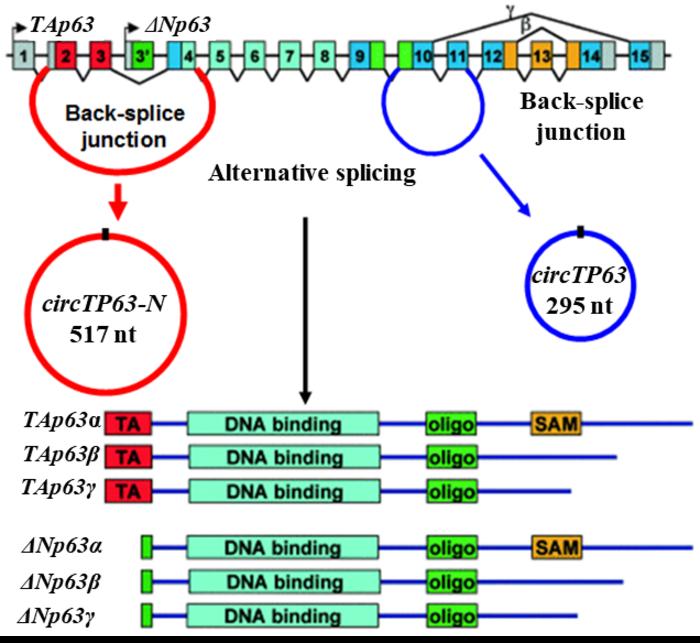 Multiple Splicing Forms of the [IMAGE] | EurekAlert! Science News Releases