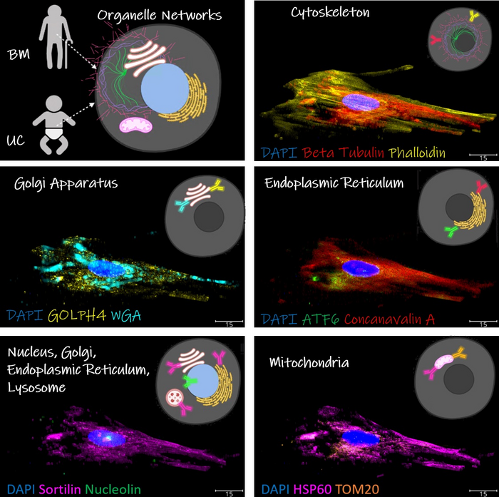 Spatial Organelles [IMAGE] | EurekAlert! Science News Releases