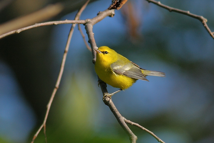 Blue-winged Warber [IMAGE] | EurekAlert! Science News Releases