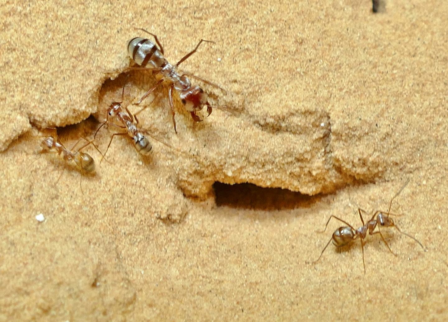 World's fastest ant hits recording breaking s | EurekAlert!
