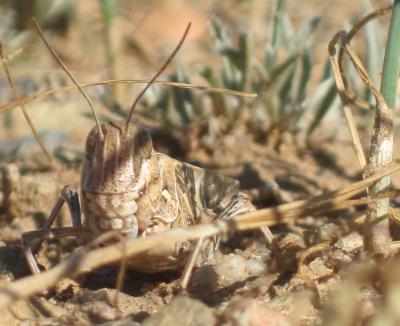 Locusts Seem to Swarm for Low- [IMAGE] | EurekAlert! Science News Releases