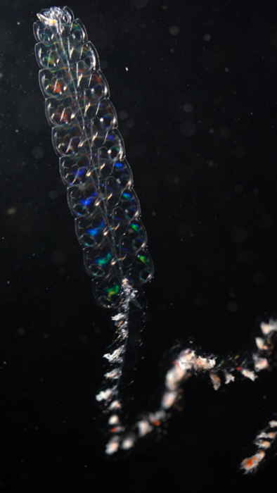 Pyrostephos vanhoeffeni, a sip [IMAGE] | EurekAlert! Science News Releases