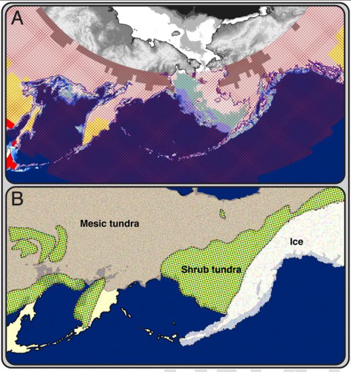 Beringia and UV Levels during [IMAGE] | EurekAlert! Science News Releases