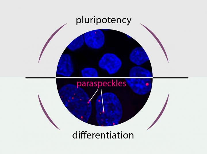 Pluripotency or Differentiatio [IMAGE] | EurekAlert! Science News Releases