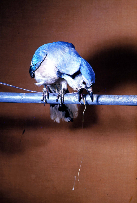 How to eat a poison butterfly | EurekAlert!