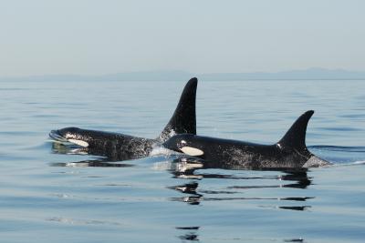 Why Do Female Killer Whales Live So Long? (2 | EurekAlert!