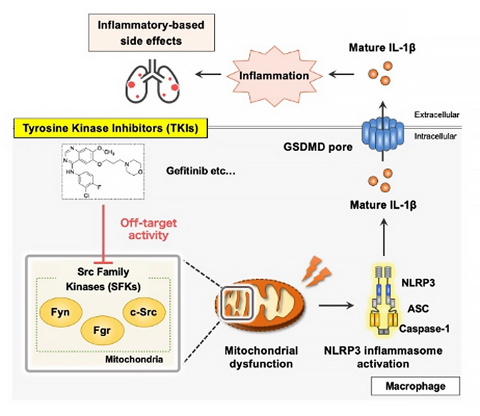Team discovers how TKI cancer drugs cause inf | EurekAlert!