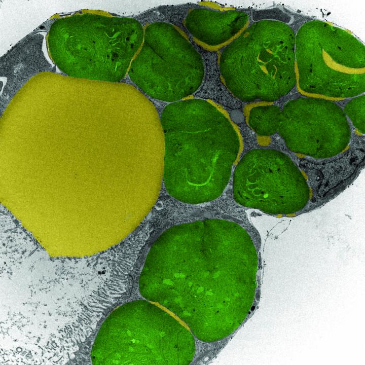 Inside Sea Slug Digestive Syst [IMAGE] | EurekAlert! Science News Releases